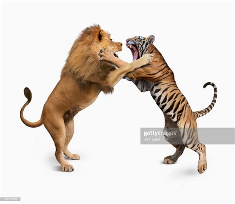 Lion Fight With Tiger