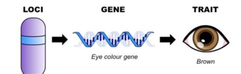 Ib Biology Chapter 3 Genetics Part 1 Flashcards Quizlet