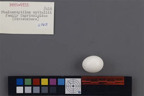 Phalaenoptilus Nuttallii Bird Eggs Of Canada