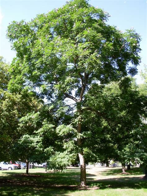 Kentucky Coffee Tree Artofit