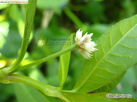 喜旱莲子草Alternanthera philoxeroides Mart Griseb 植物图片库 植物通