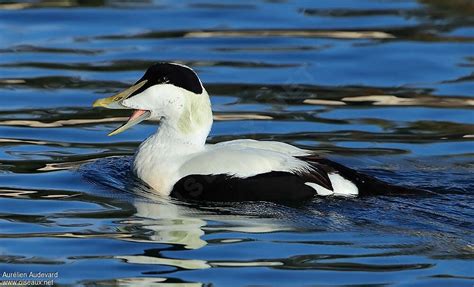 Common Eider Somateria Mollissima Male Adult Breeding Auau258342