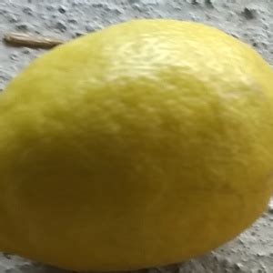 Lemon Detection Object Detection Dataset And Pre Trained Model By Lemon Classification AI