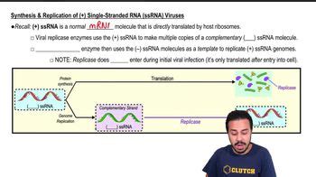 Replication Of Double Stranded RNA Viruses Channels For Pearson