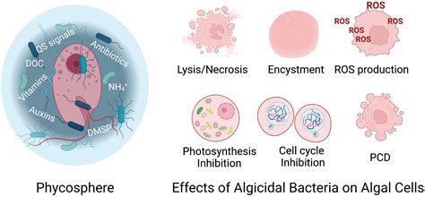 Frontiers Algicidal Bacteria A Review Of Current Knowledge And Applications To Control