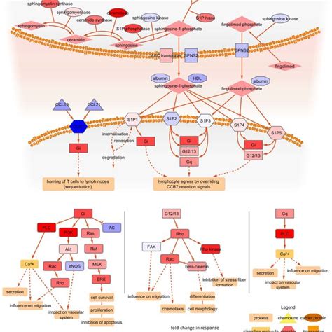 The Molecular Pathway Modulated By Fingolimod Sphingosine 1 Phosphate Download Scientific