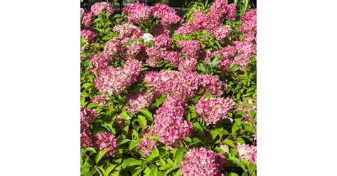 Pink Diamond Bugás Hortenzia Gardencentrum Hu Webáruház
