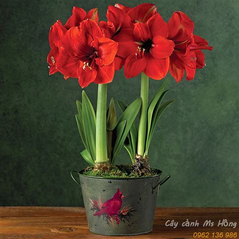 Cây Hoa Huệ Đỏ