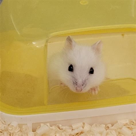 드워프 펄 햄스터 피부병인가요ㅠ 지식in