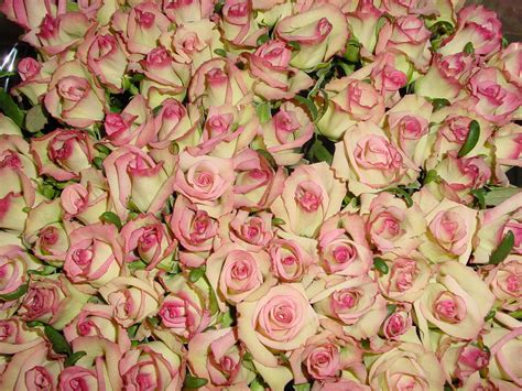 Advieslijst Gewasbescherming Roos Van Iperenvan Iperen