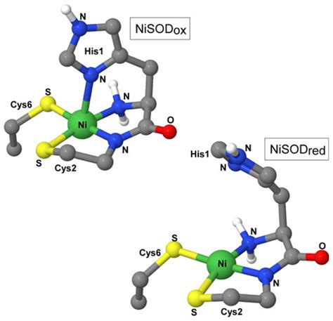 Superoxide Dismutase Structure