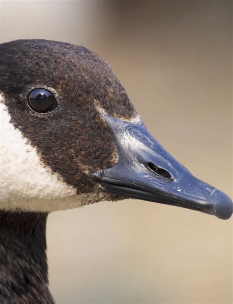 Cuomo Plans To Ban Sex Offenders From Mta Transit System Pix11 Cuomo Plans To Ban Sex Offenders From Mta Transit System Pix11