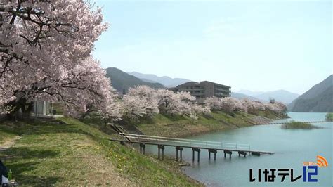 桜シリーズ 長谷美和湖周辺の桜ニュース伊那谷ねっと