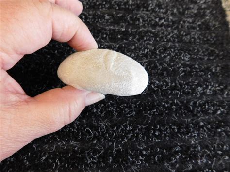 Fossil Sea Urchin Calcified Fossils And Artifacts For Sale Paleo Enterprises