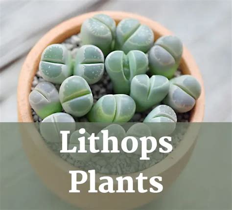 Living Stones A Comprehensive Guide To Lithops Care