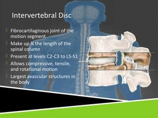 Spinal Cord Ppt