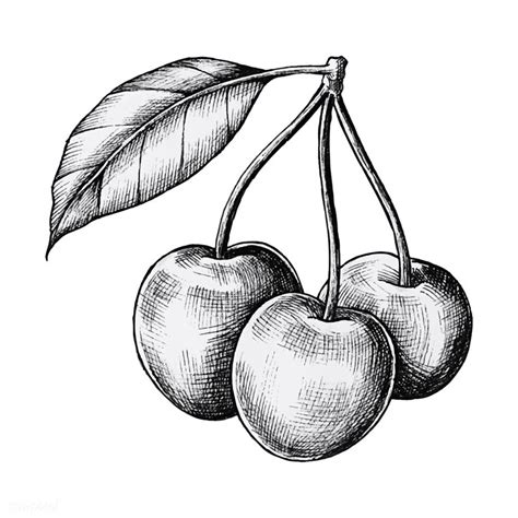 Hand Drawn Fresh Cherries Vector