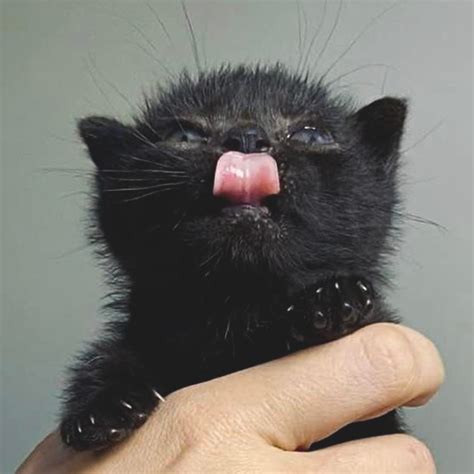 Foster Kitten Pluto Is Incredibly Inconvenience By Being Rescued