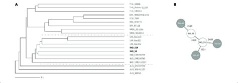 Core Genome Mlst Cgmlst Based Genomic Comparison Of The Isolated