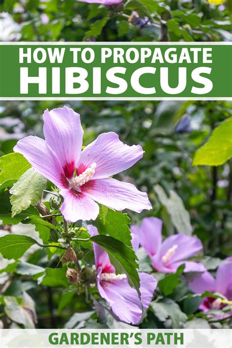 How To Propagate Hibiscus Gardeners Path