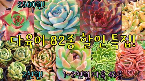 6월 마무리 신상 다육과 82종 다육이들 할인 특집 010 8061 7494 24시간 문자 주문 가능 Youtube