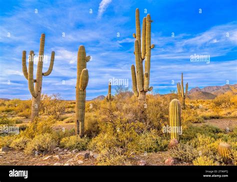 Saguaro Cactus In The Sonoran Desert Near Phoenix Arizona Usa Stock