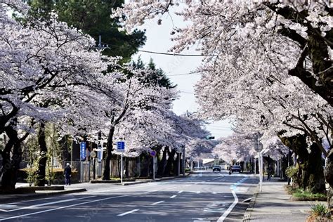 宇都宮で桜の名所お花見スポットまとめ2024年版 宇都宮くらし