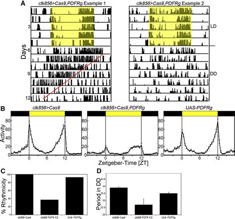 Expression Of Pdfr G And Cas9 In All Clock Neurons Reproduces Han 5304 Download Scientific