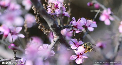 蒙古扁桃摄影图 树木树叶 生物世界 摄影图库 昵图网