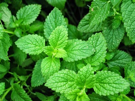 Download Balmy Mint Plant Wallpaper