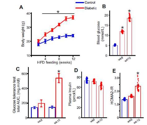 C57bl6j Mice On A High Fat Diet With Low Dose Streptozotocin Download Scientific Diagram