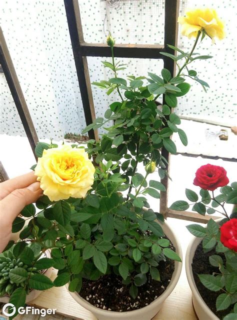 月季花的成长记录图 月季花成长的观察图片 大山谷图库