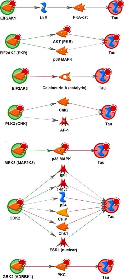 Evidence For Indirect Influence Of Kinases On Tau Phosphorylation The Download Scientific