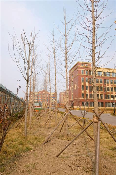 奎文区北苑实验学校：春风十里 共植希望 海报新闻
