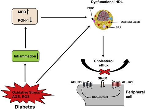 diabetes alters hdl composition and function in diabetes high levels