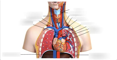 Aandp Lab Midterm Lab 6 Labeling Diagram Quizlet