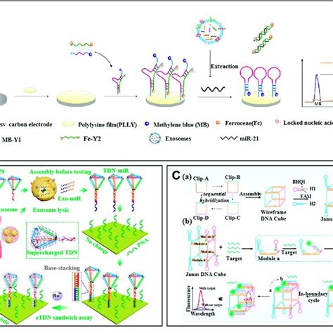 Examples Of Assembled Dna Capture Probes A Schematic Of The Y Shaped Download Scientific
