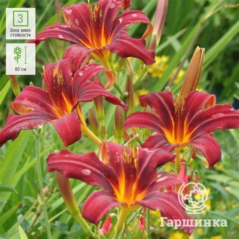 Лилейник Crimson Pirate 80см | Flowers, Flower pictures, Plants