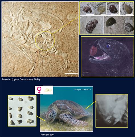 A Study Of Fossil Specimens Reveals The Eating And Reproductive Habits Of Sea Turtles
