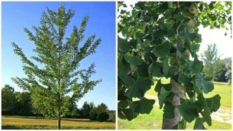 24 Different Types Of Ginkgo Trees And Their Identifying Features