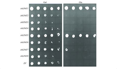 Complementation Of The Conditional Lethal Mutant Zafu1 Download Scientific Diagram