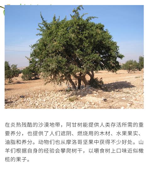 摩洛哥进口有机坚果油冷压初榨进口阿甘油原料进口基底精油植物油 阿里巴巴