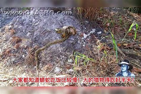 黄金蟒吞食神奇动物在抖音 动物世界 蛇 意不意外 创作灵感动物世界灵感