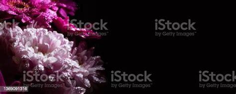 텍스트에 대한 복사 공간이있는 엽서입니다 국화의 아름다운 꽃다발이 있는 현수막이 방울로 검은 색 배경에 고립되어 있습니다 꽃가게 명함 장례 기호 기억의 날 어둠 0명에 대한