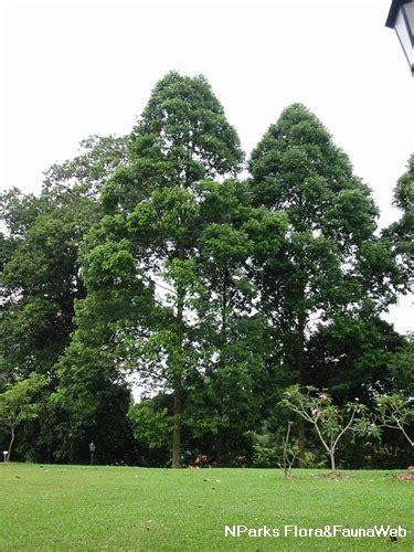 Nparks Hopea Odorata