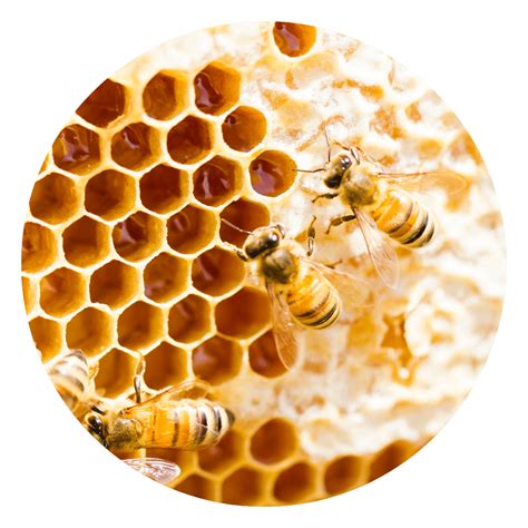 Beeswax Our Simple Things