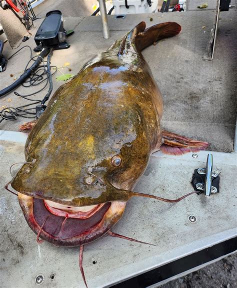 Worlds Largest Flathead Catfish
