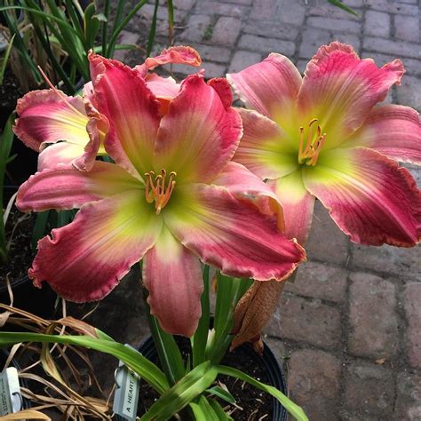 Daylilies Plant Care And Collection Of Varieties