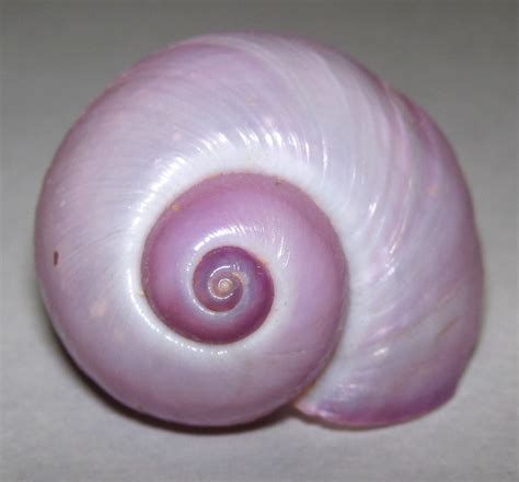 Janthina Globosa Purple Sea Snail 2 Janthina Globosa Swa Flickr