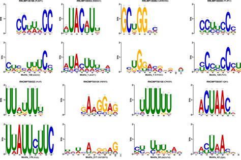 Sequence Logos Of Matched Motifs For Each Plot The Motifs Learned By Download Scientific